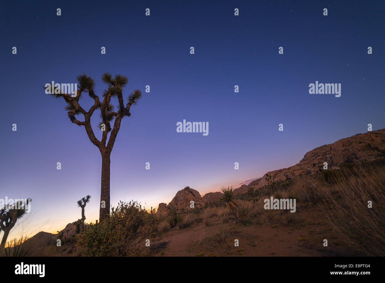Joshua tree on sunset and stars in the background. Joshua Tree National ...