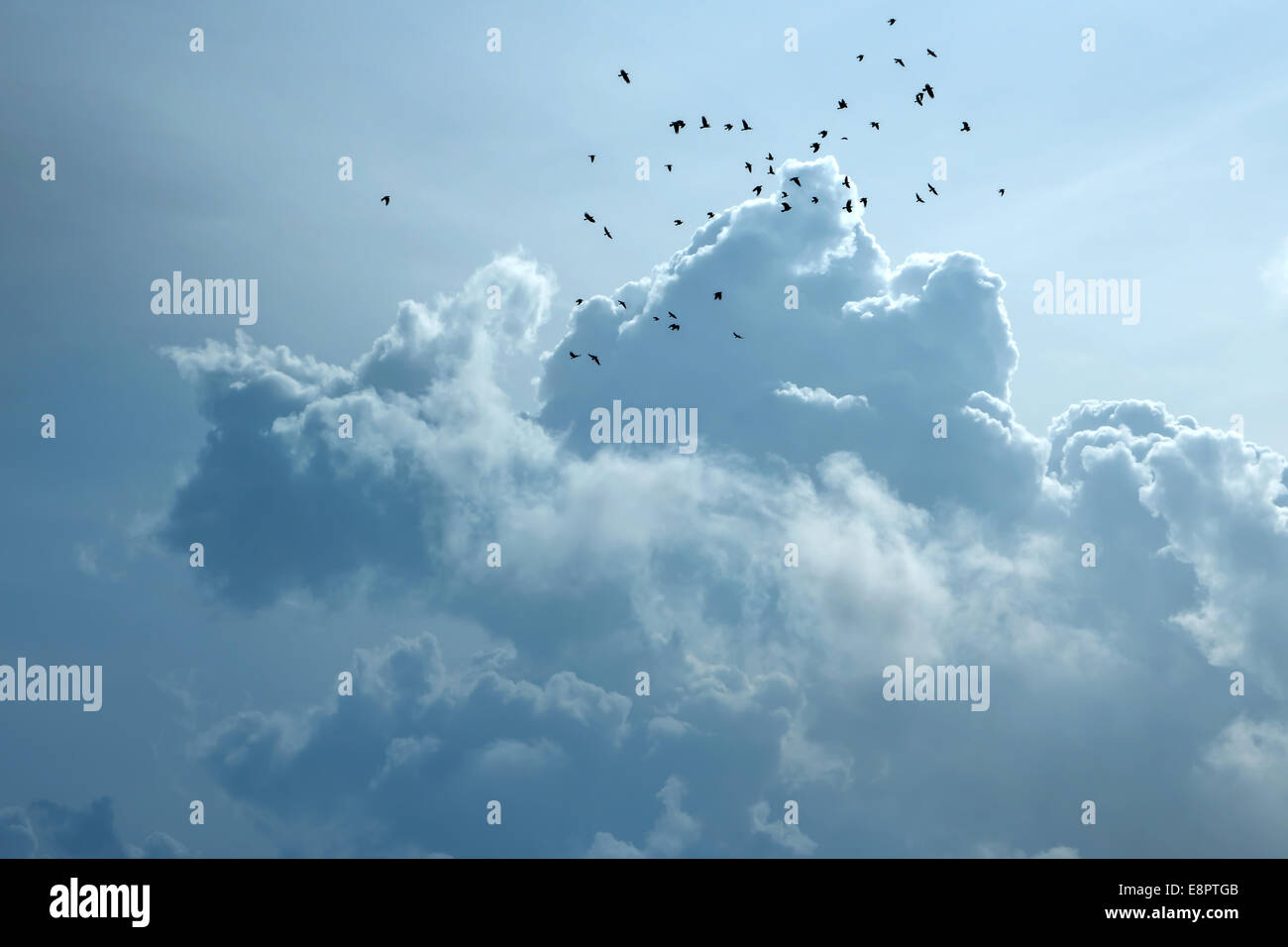 Flock of crows hi-res stock photography and images - Alamy
