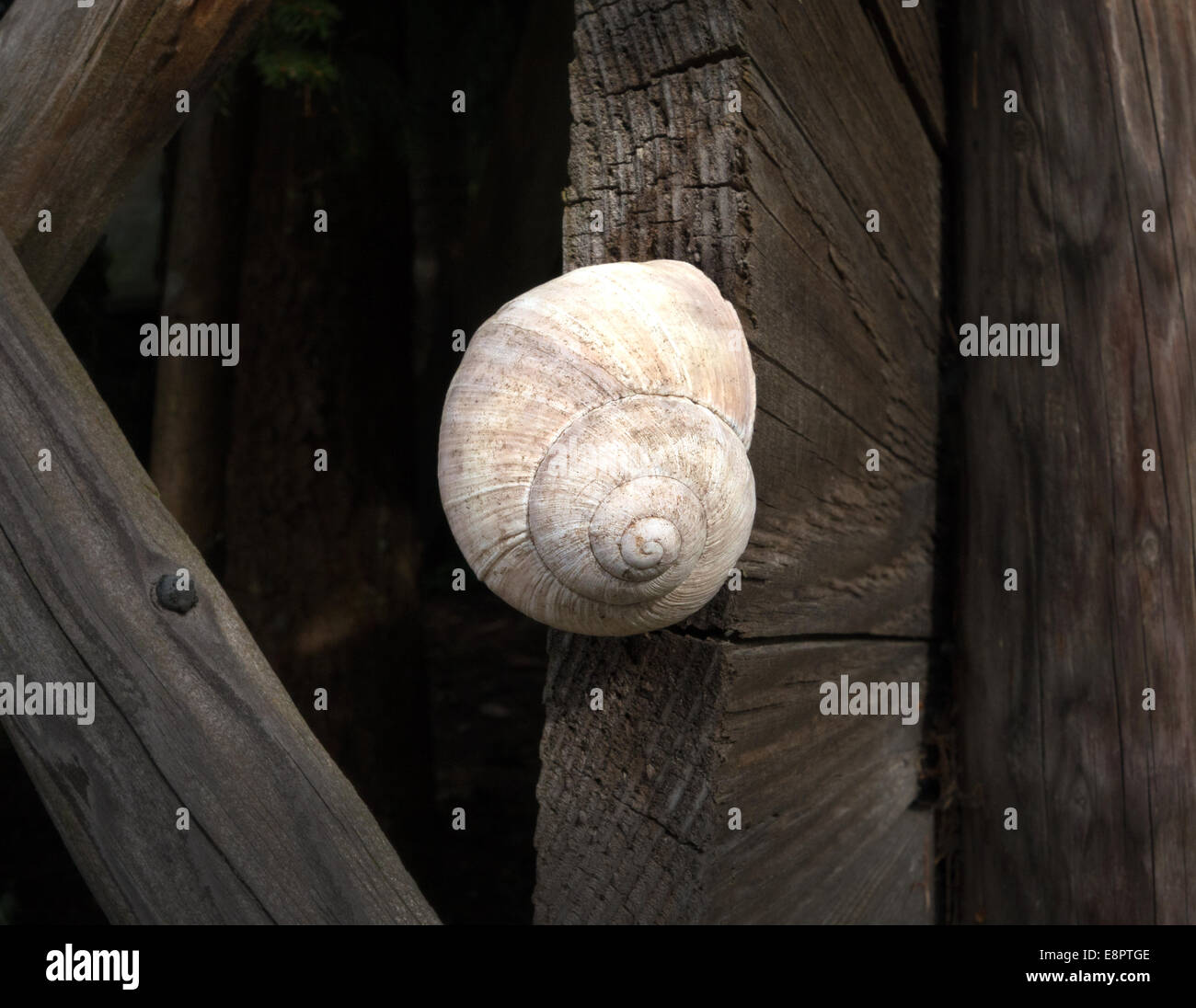 Snail shell on dark wood Stock Photo - Alamy