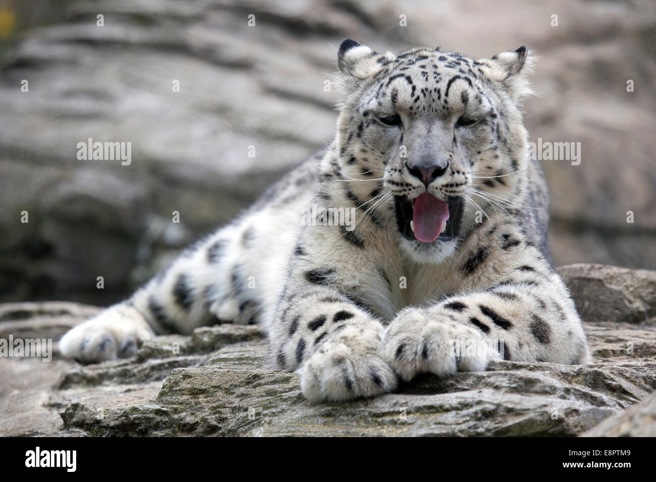 Snow Leopard Resting