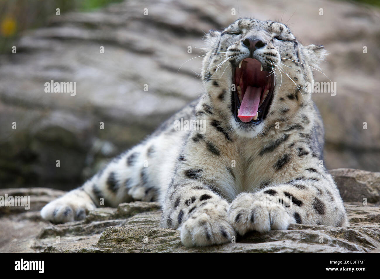 Leopard Fangs High Resolution Stock Photography and Images - Alamy