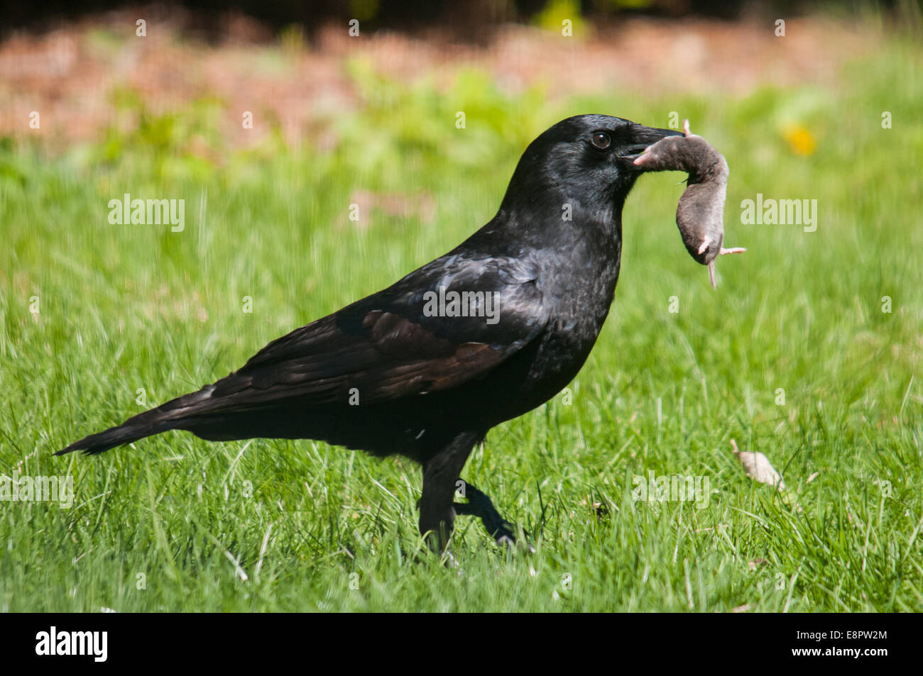 American Crow with Short-tailed Shrew prey Stock Photo - Alamy