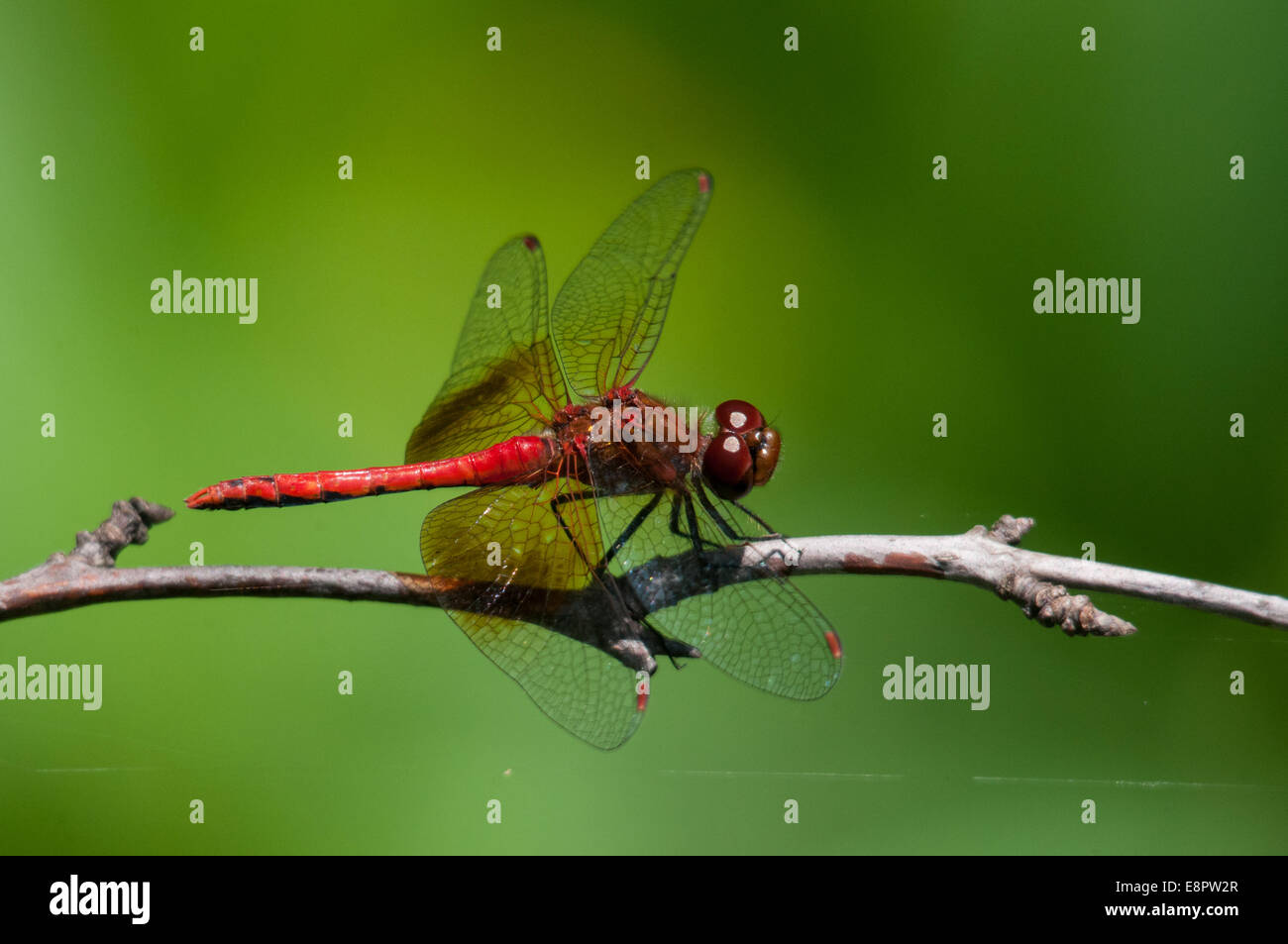 Red meadowhawk dragonfly hi-res stock photography and images - Alamy