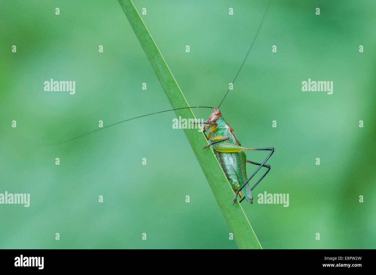 Katydid wings hi-res stock photography and images - Alamy