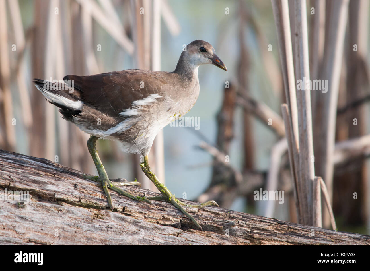 Immature common gallinule hi-res stock photography and images - Alamy