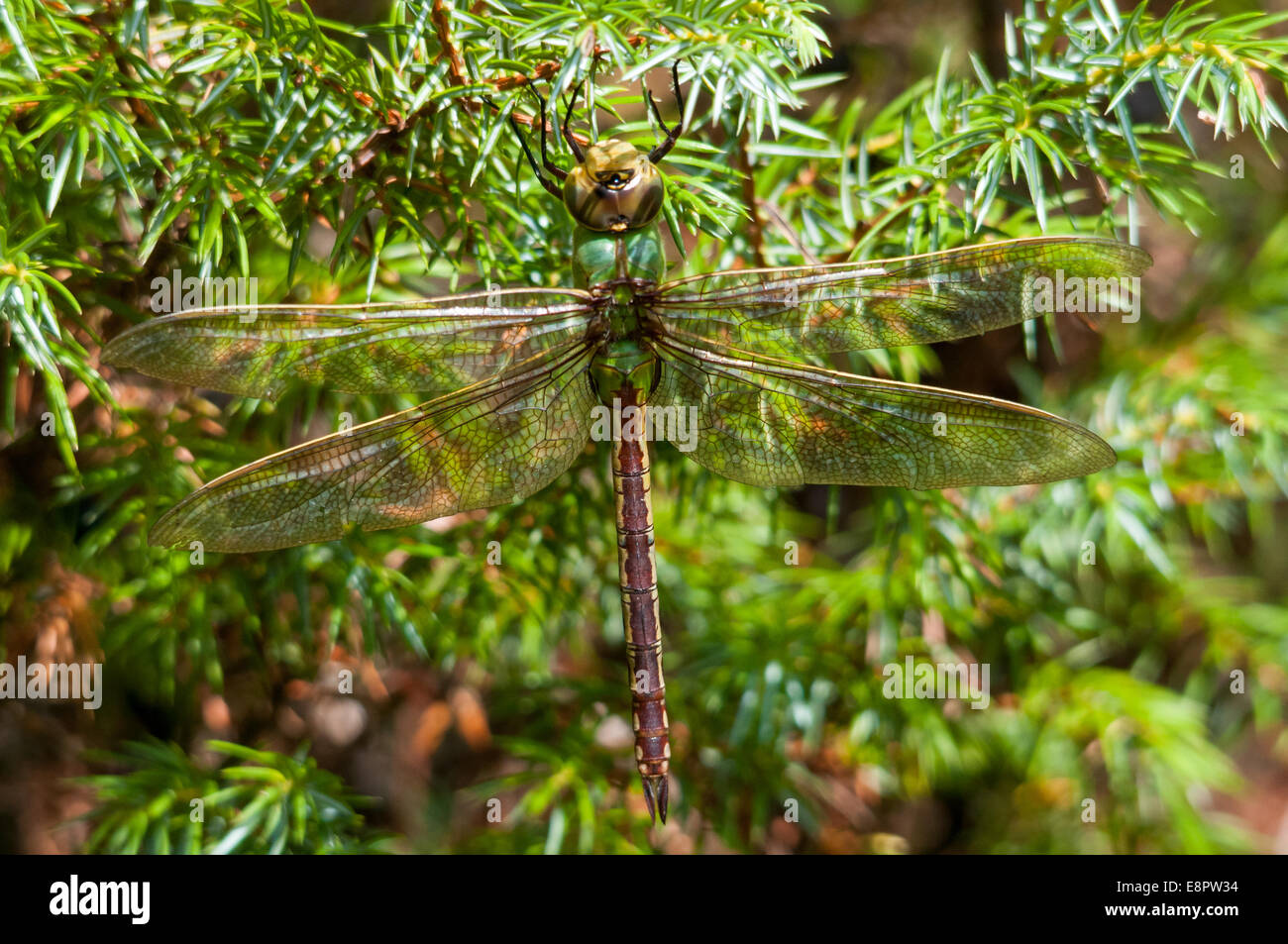 Common Green Darner hanging from a branch Stock Photo - Alamy
