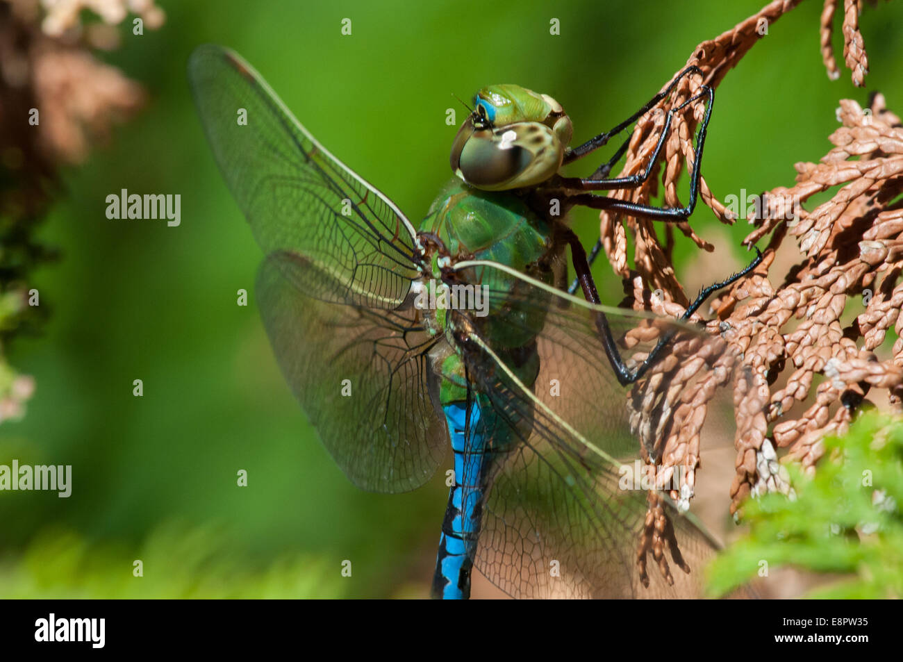 Common Green Darner perched on a plant Stock Photo - Alamy