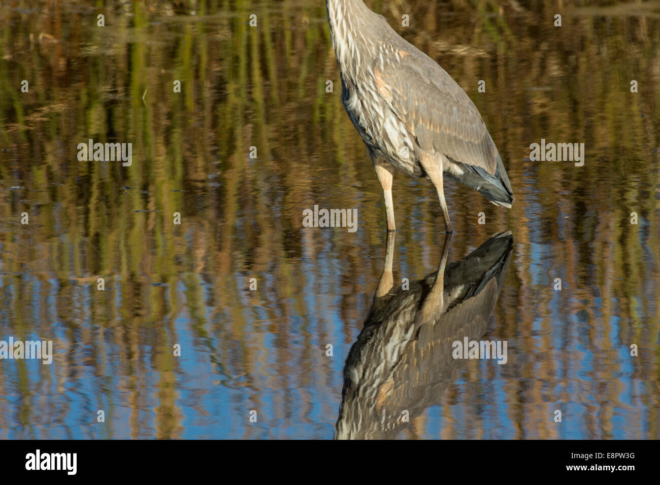 Great Blue Heron reflection Stock Photo - Alamy
