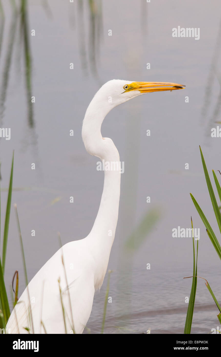 Egret hunting fish hi-res stock photography and images - Alamy