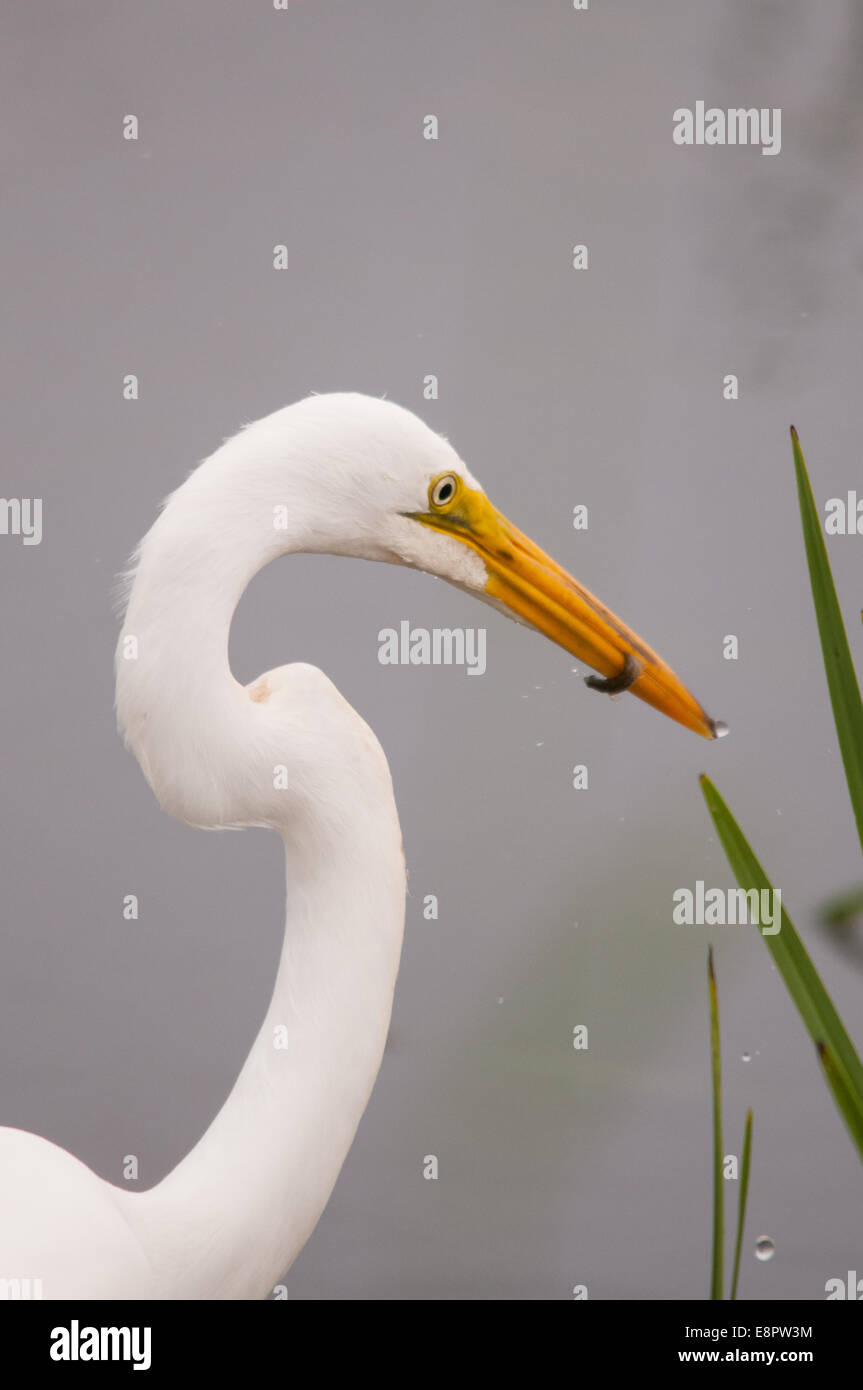 Great egret migration hi-res stock photography and images - Alamy