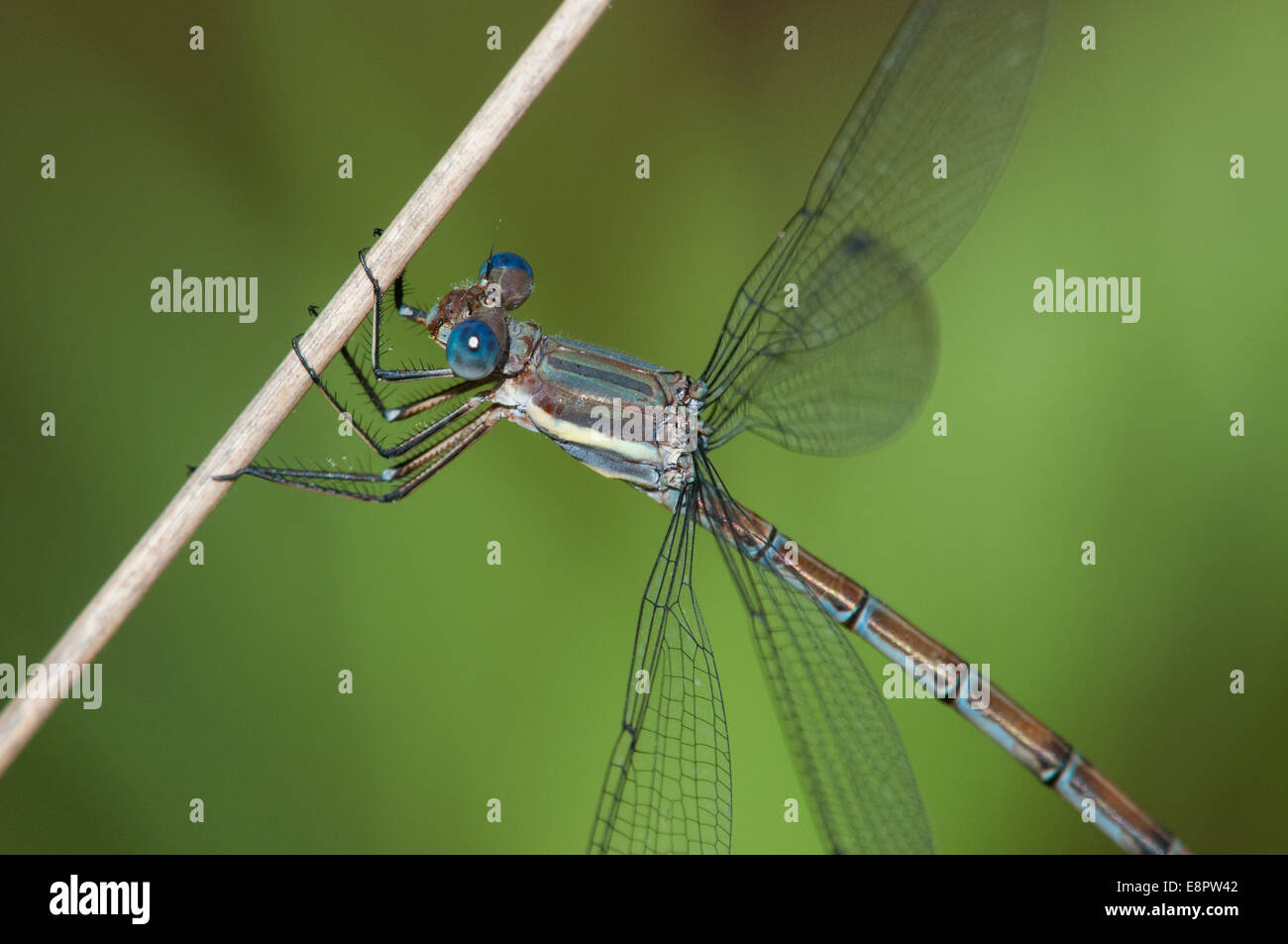 Great Spreadwing hanging from a branch Stock Photo - Alamy
