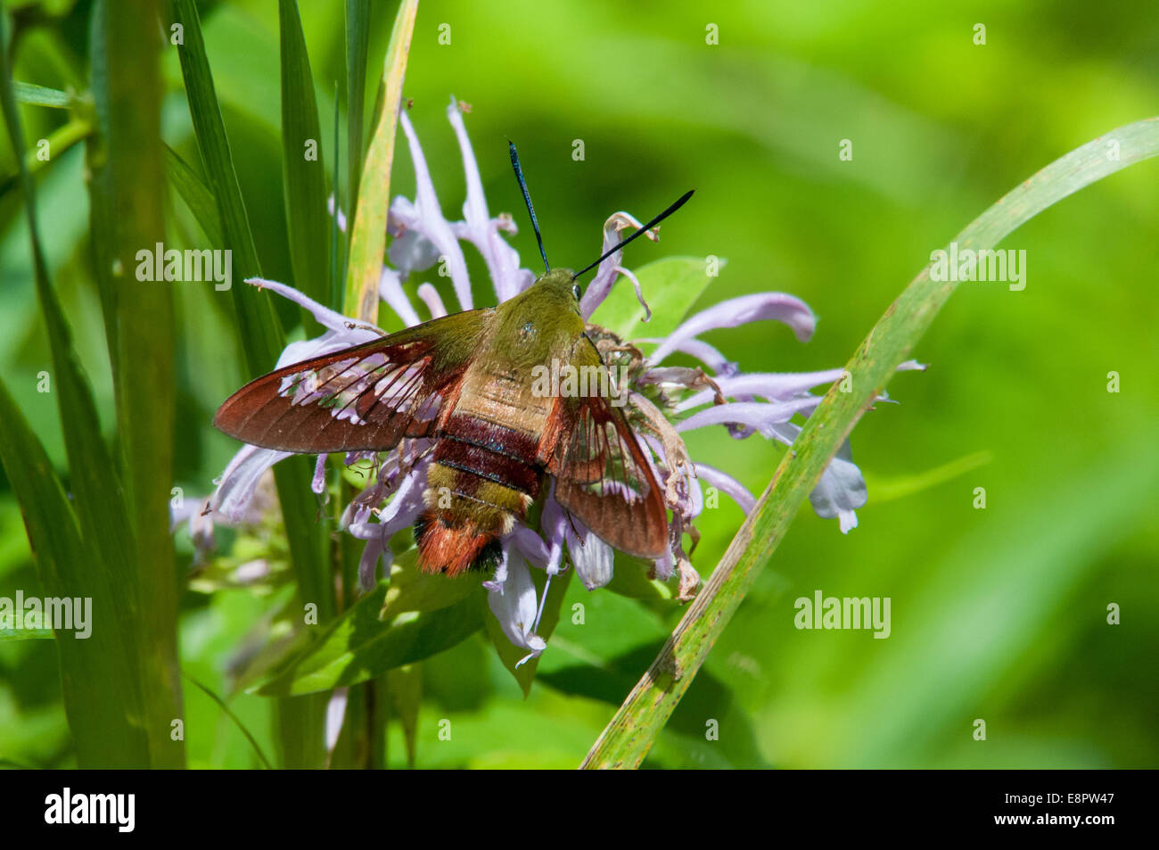 Clearwing hummingbird moth hi-res stock photography and images - Alamy