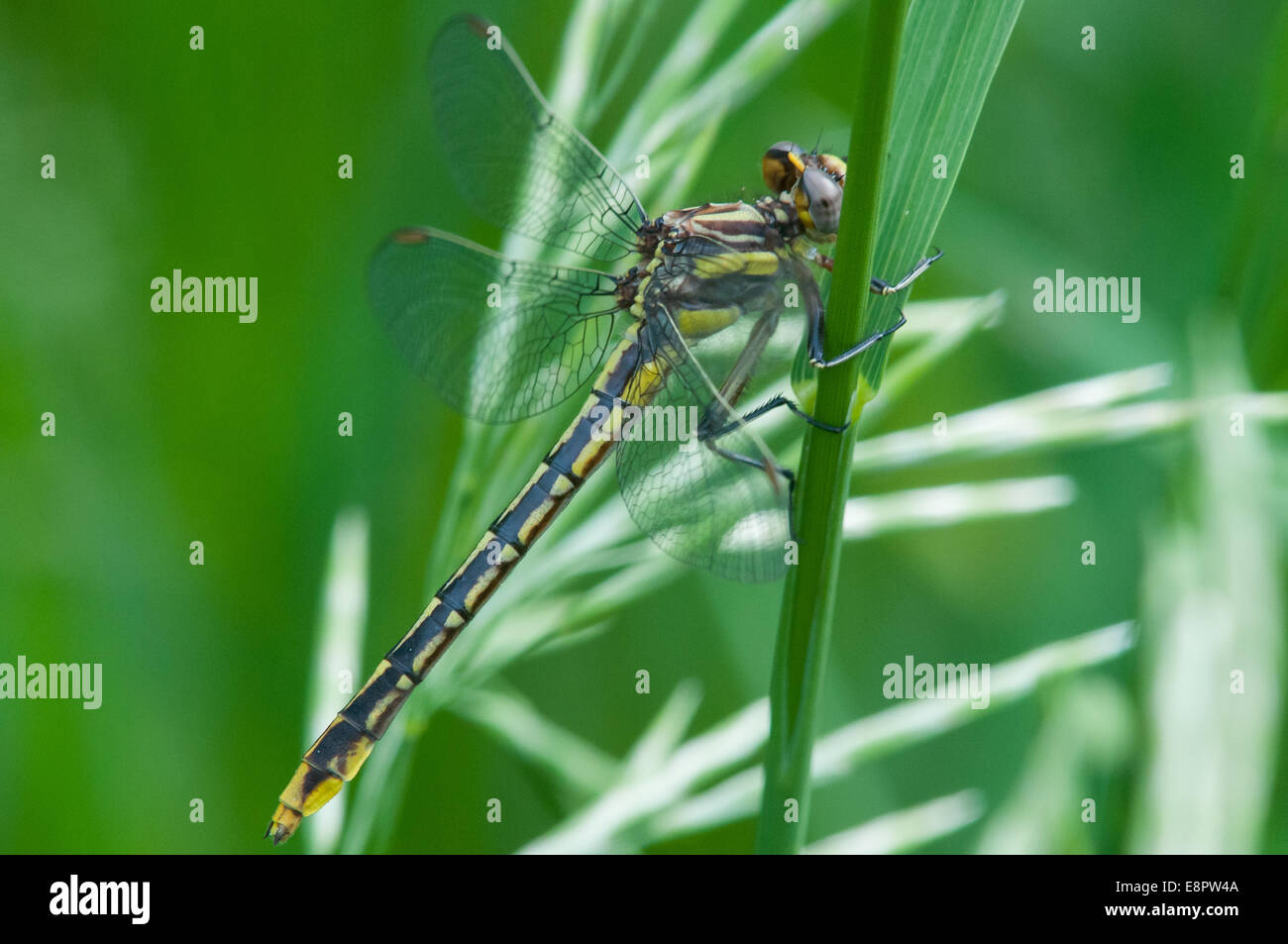 Clubtail hi-res stock photography and images - Alamy