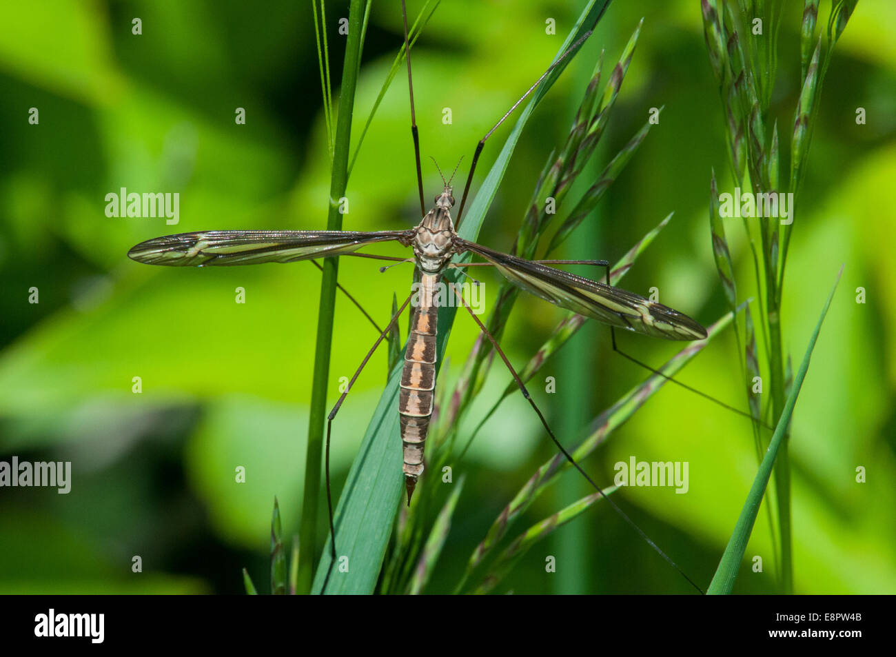 Large crane hi-res stock photography and images - Alamy