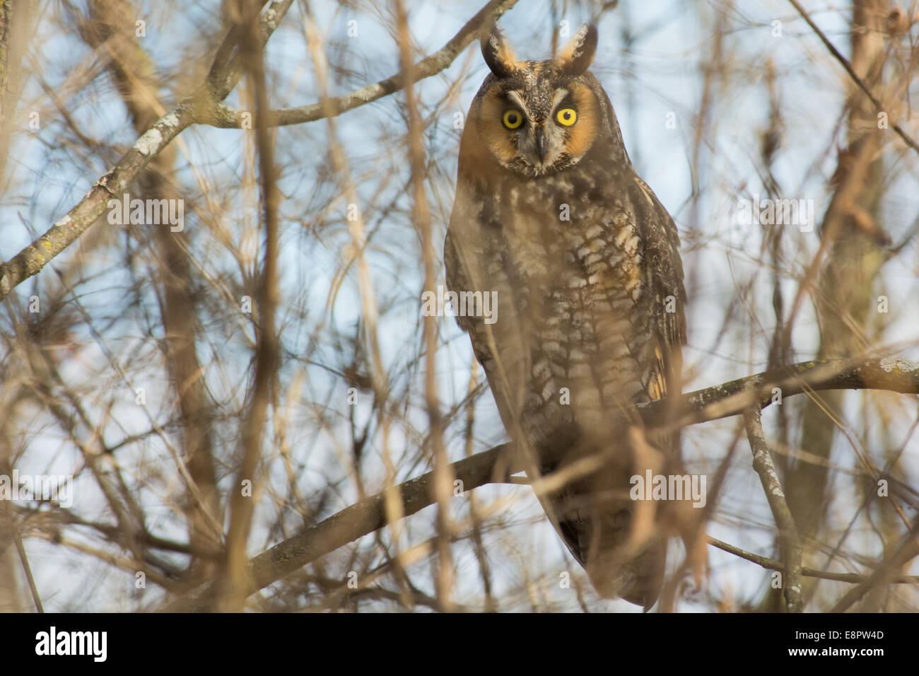 Long eared owl on perch hi-res stock photography and images - Alamy