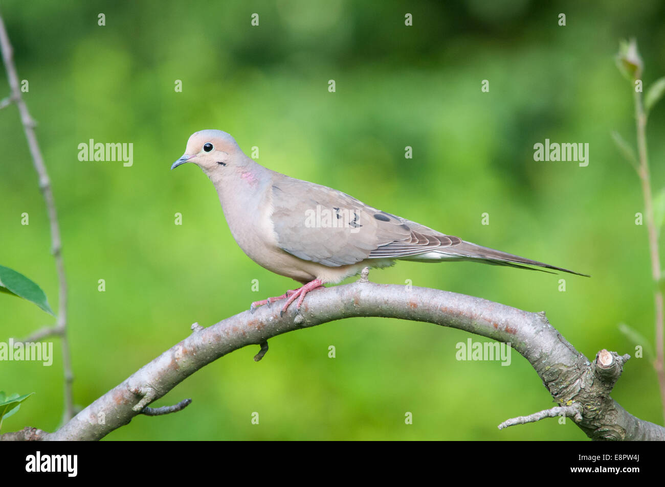 Mourning dove flying hi-res stock photography and images - Alamy