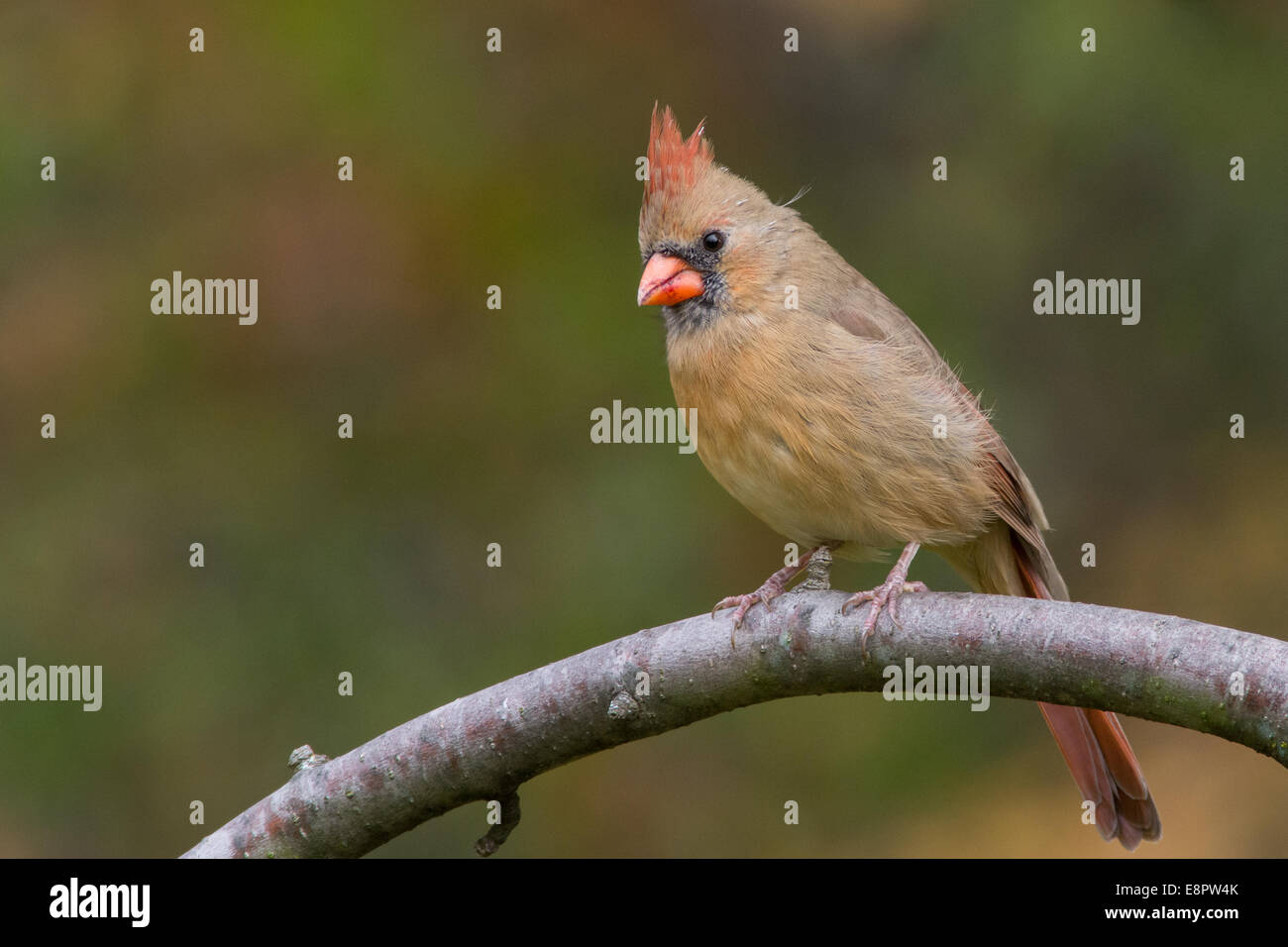 Fall cardinal hi-res stock photography and images - Alamy