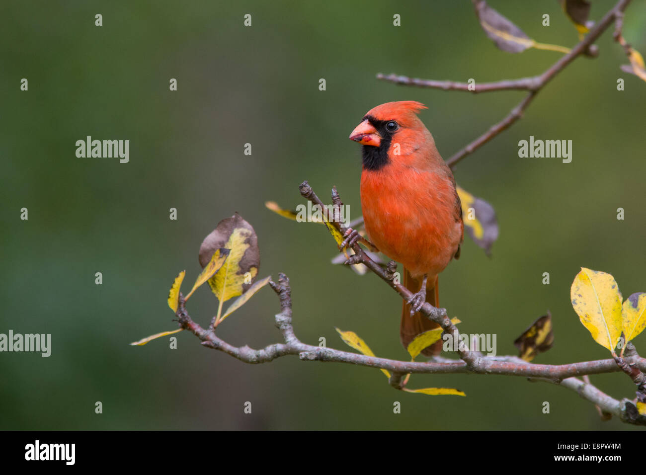 Fall cardinal hi-res stock photography and images - Alamy