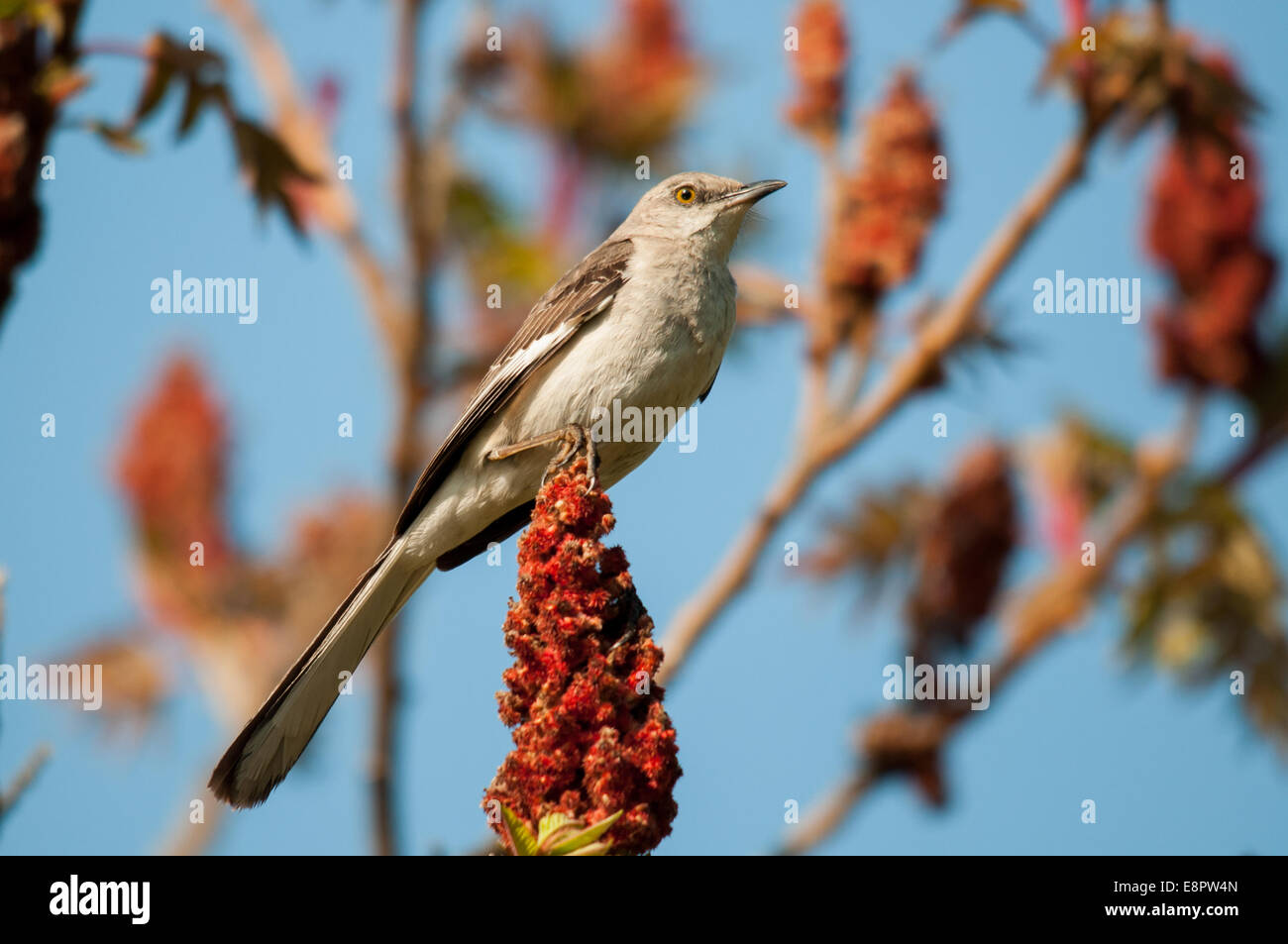 Mockingbird feathers hi-res stock photography and images - Alamy
