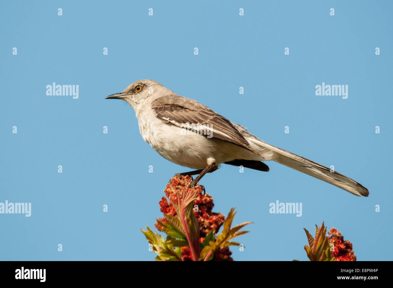 Mockingbird feathers hi-res stock photography and images - Alamy