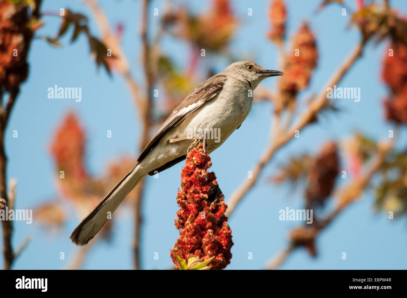 Mockingbird feathers hi-res stock photography and images - Alamy