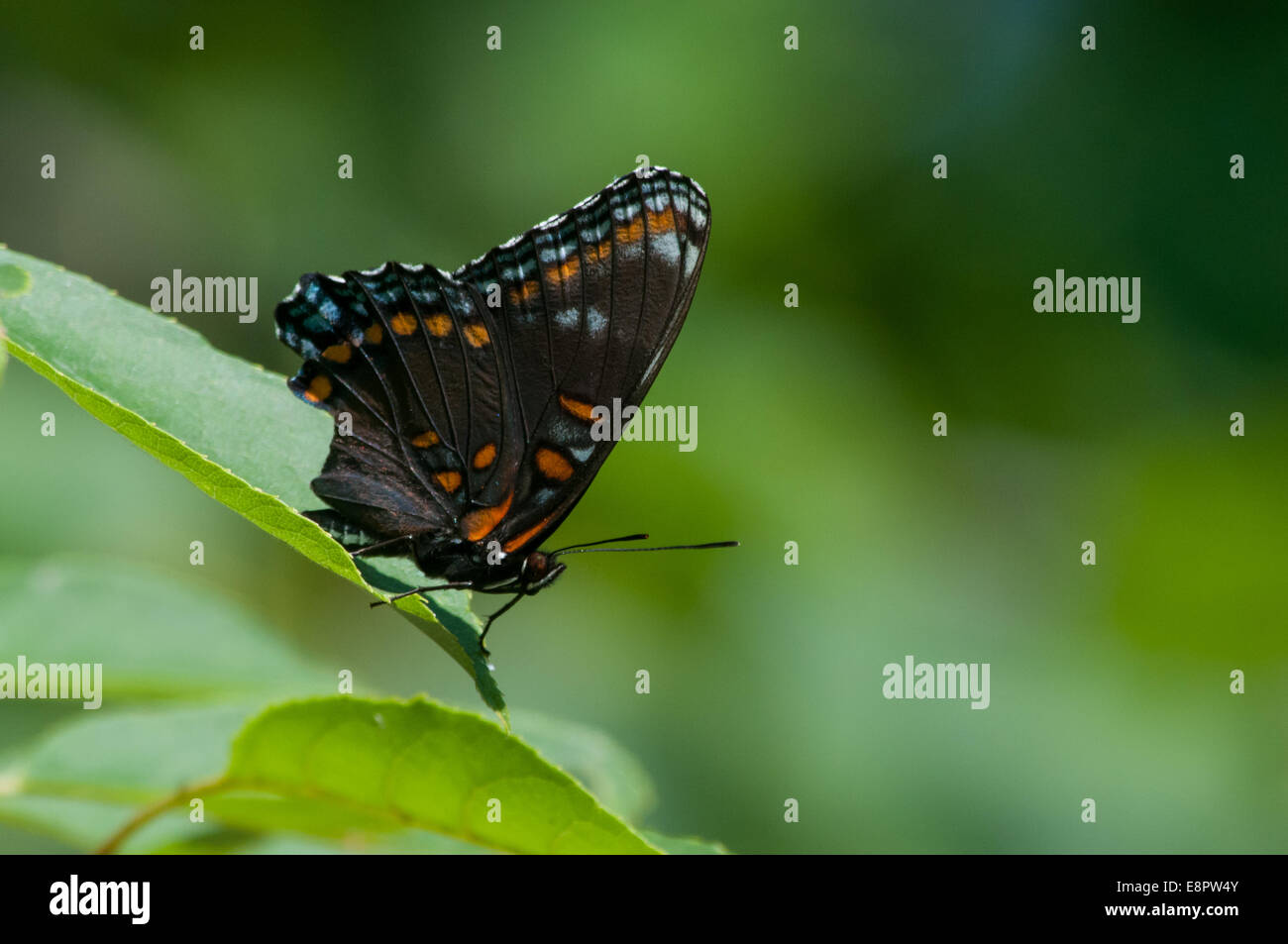 Red spotted butterfly hi-res stock photography and images - Alamy