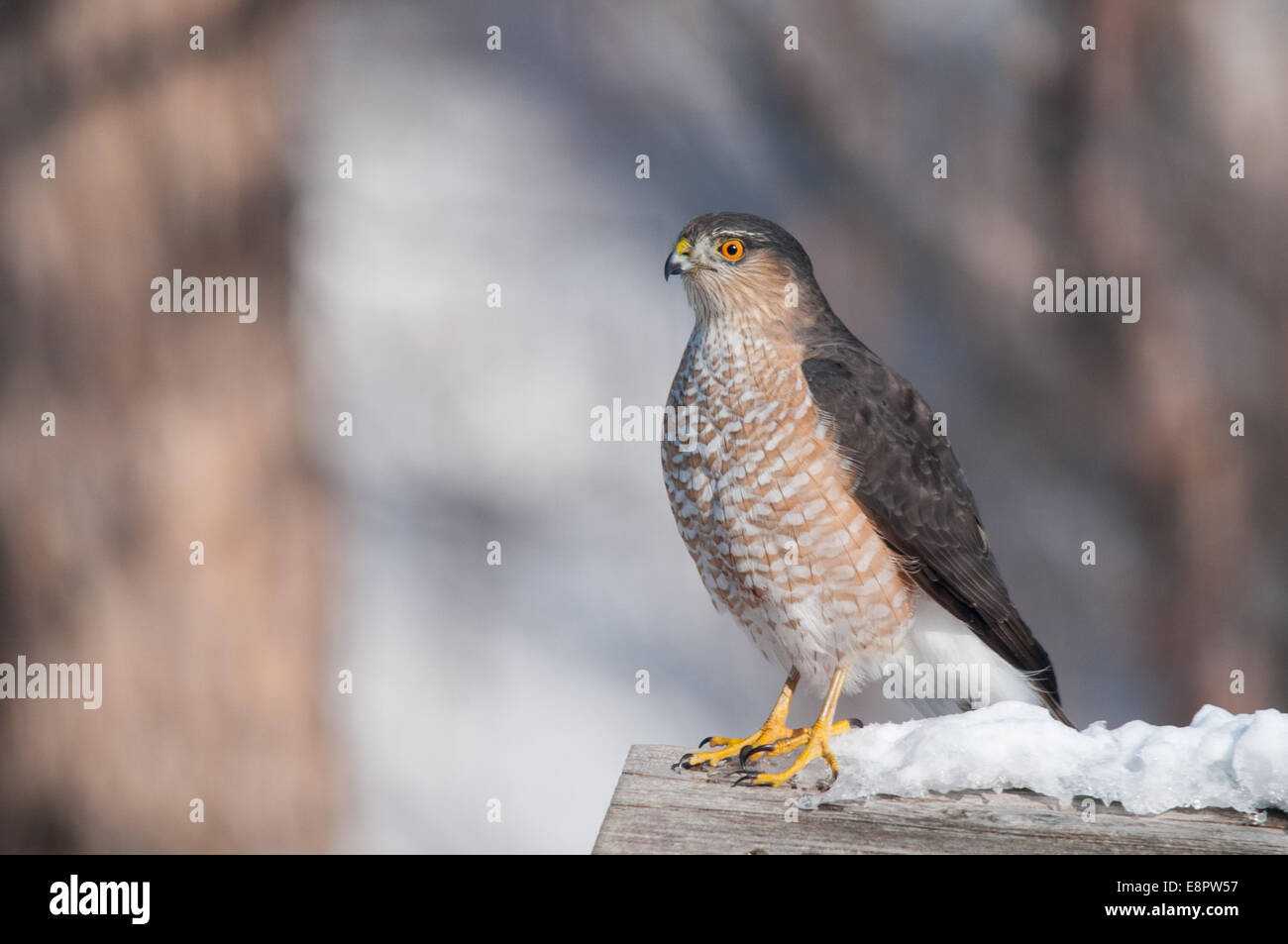 Sharp-shinned Hawk in winter Stock Photo - Alamy