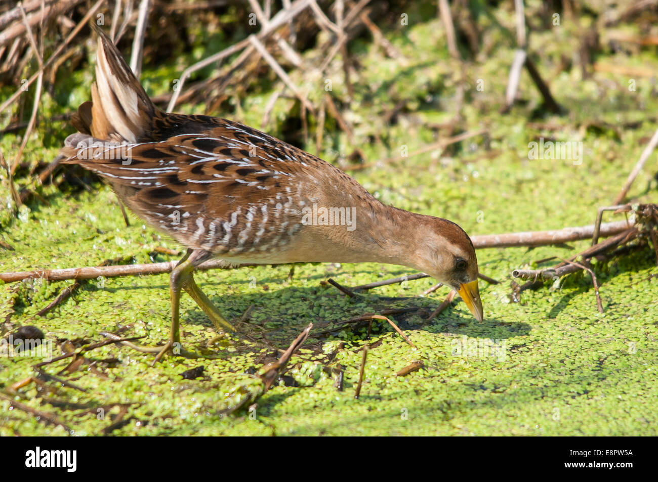 Young Sora Rail looking for food Stock Photo - Alamy