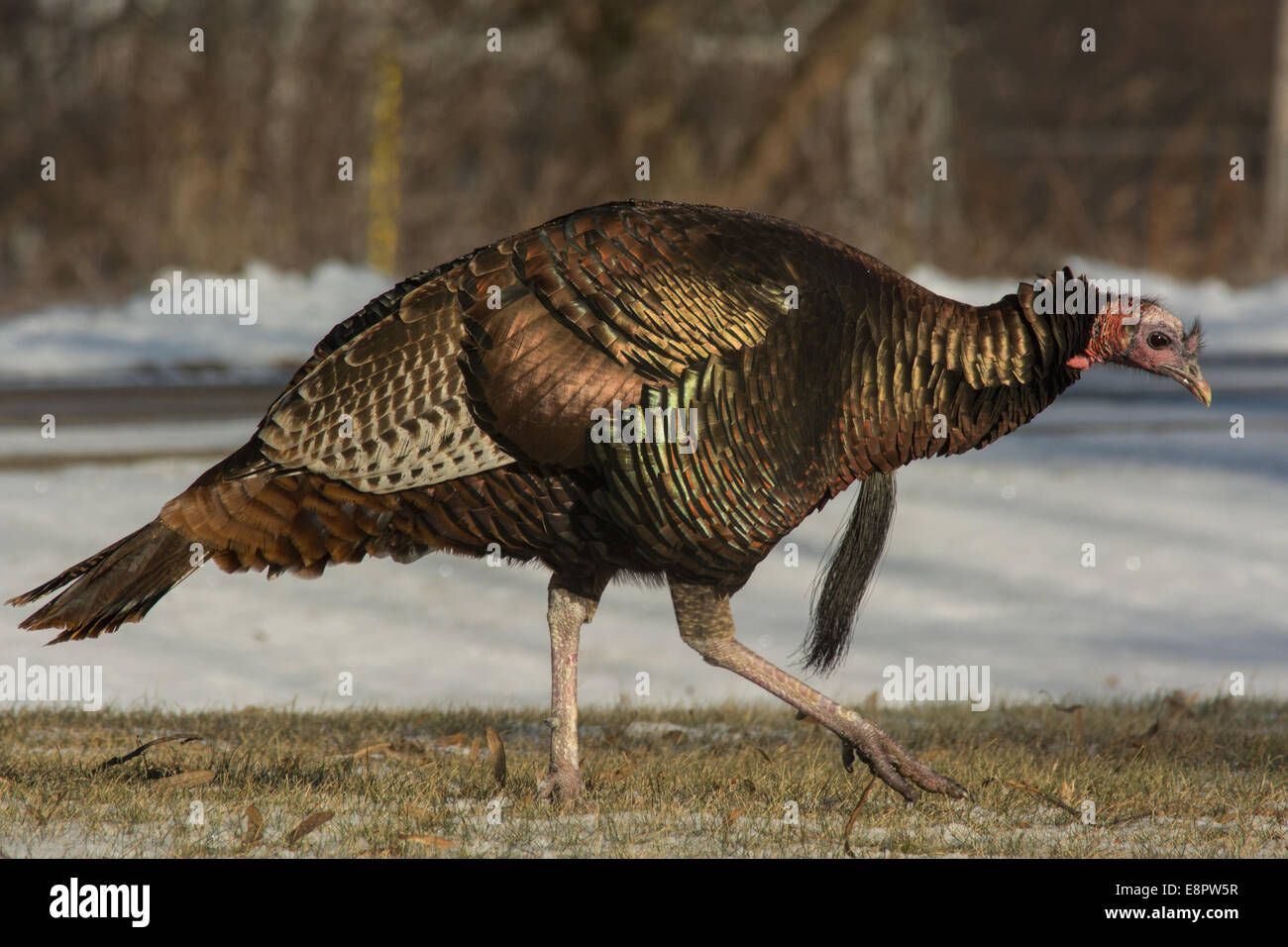 Wild Turkey in winter Stock Photo - Alamy