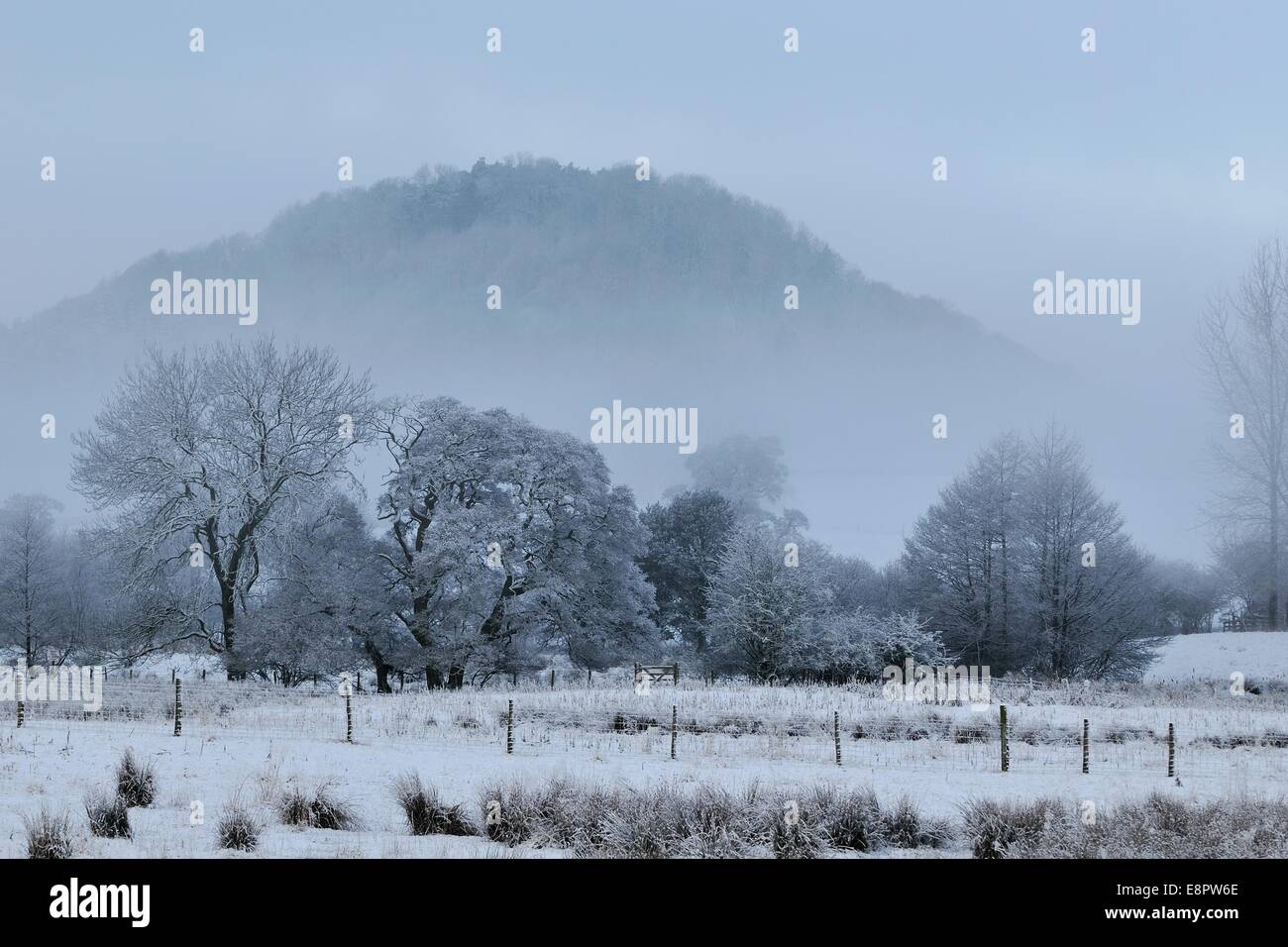 With snow on the ground, mist hangs between trees in fields near to ...