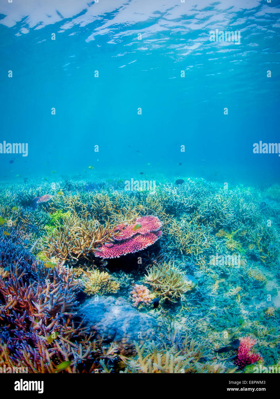 Coral reef ocean floor hi-res stock photography and images - Alamy