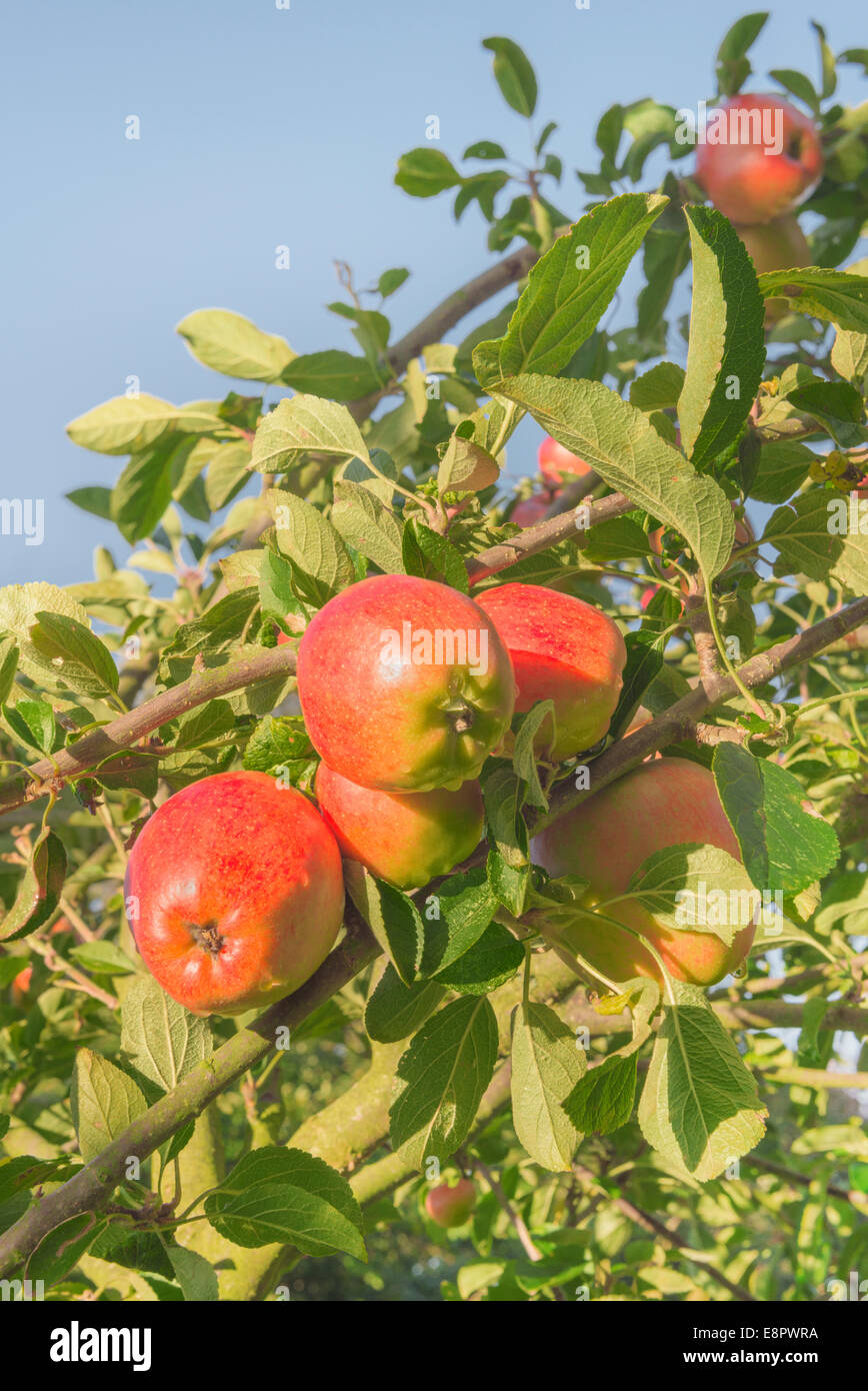 Apples ready for picking Stock Photo - Alamy