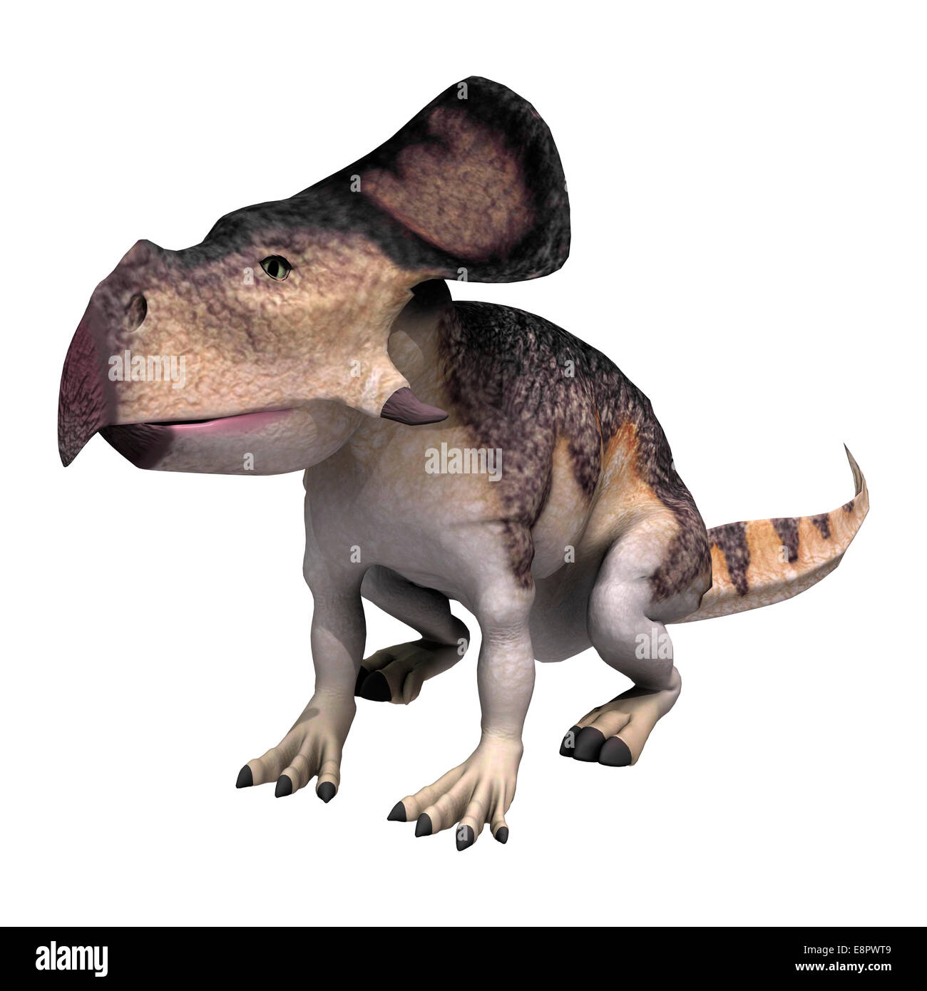 3D digital render of a sitting dinosaur protoceratops isolated on white ...