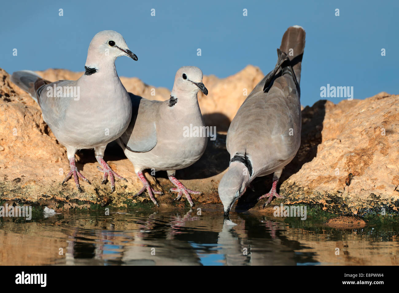 Cape turtle doves (Streptopelia capicola) drinking water, Kalahari ...