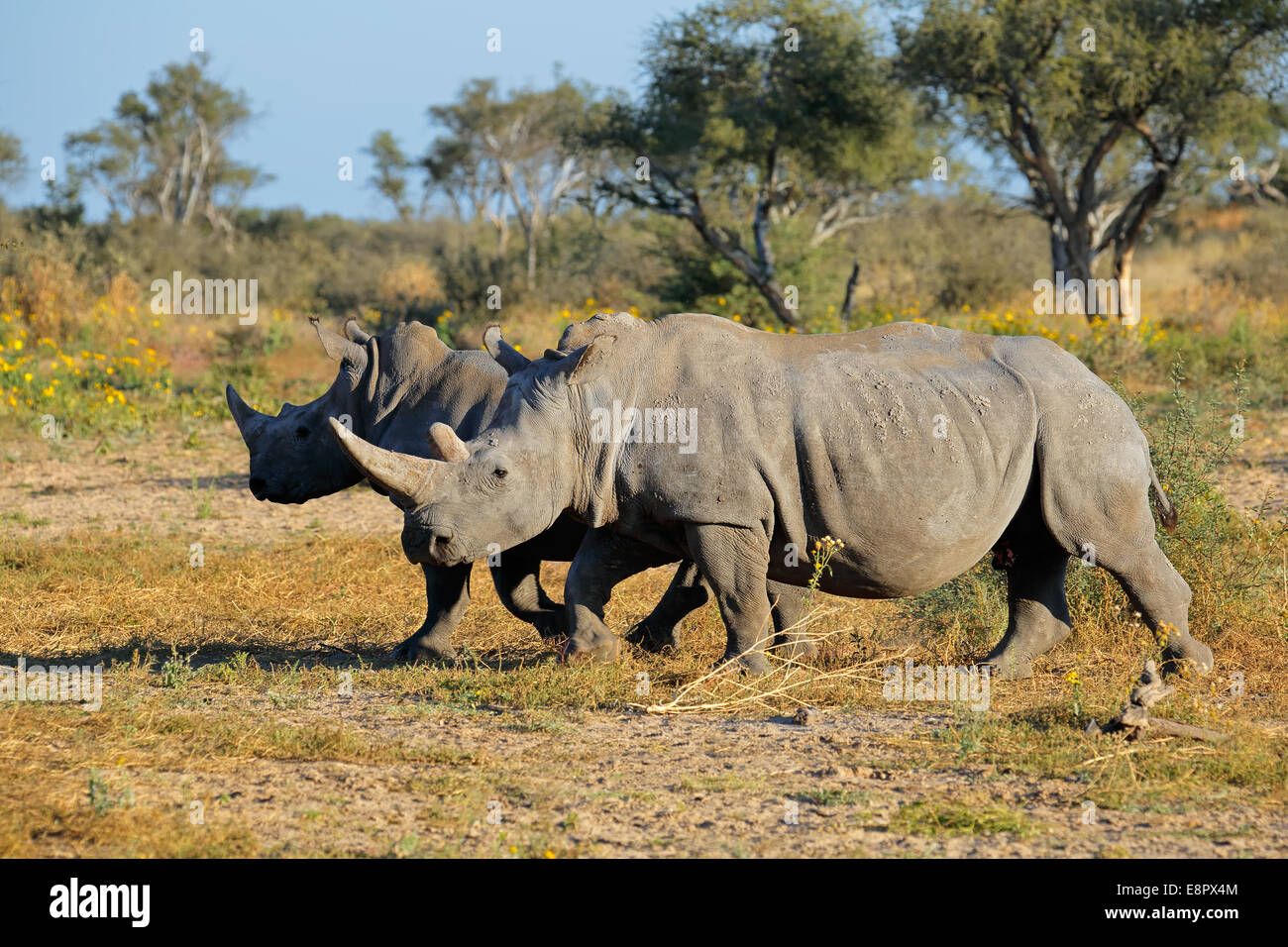 Two horned rhinoceros hi-res stock photography and images - Alamy