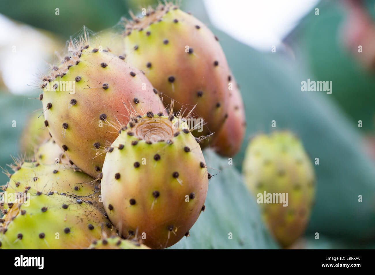 Spiky green tree fruit hi-res stock photography and images - Alamy