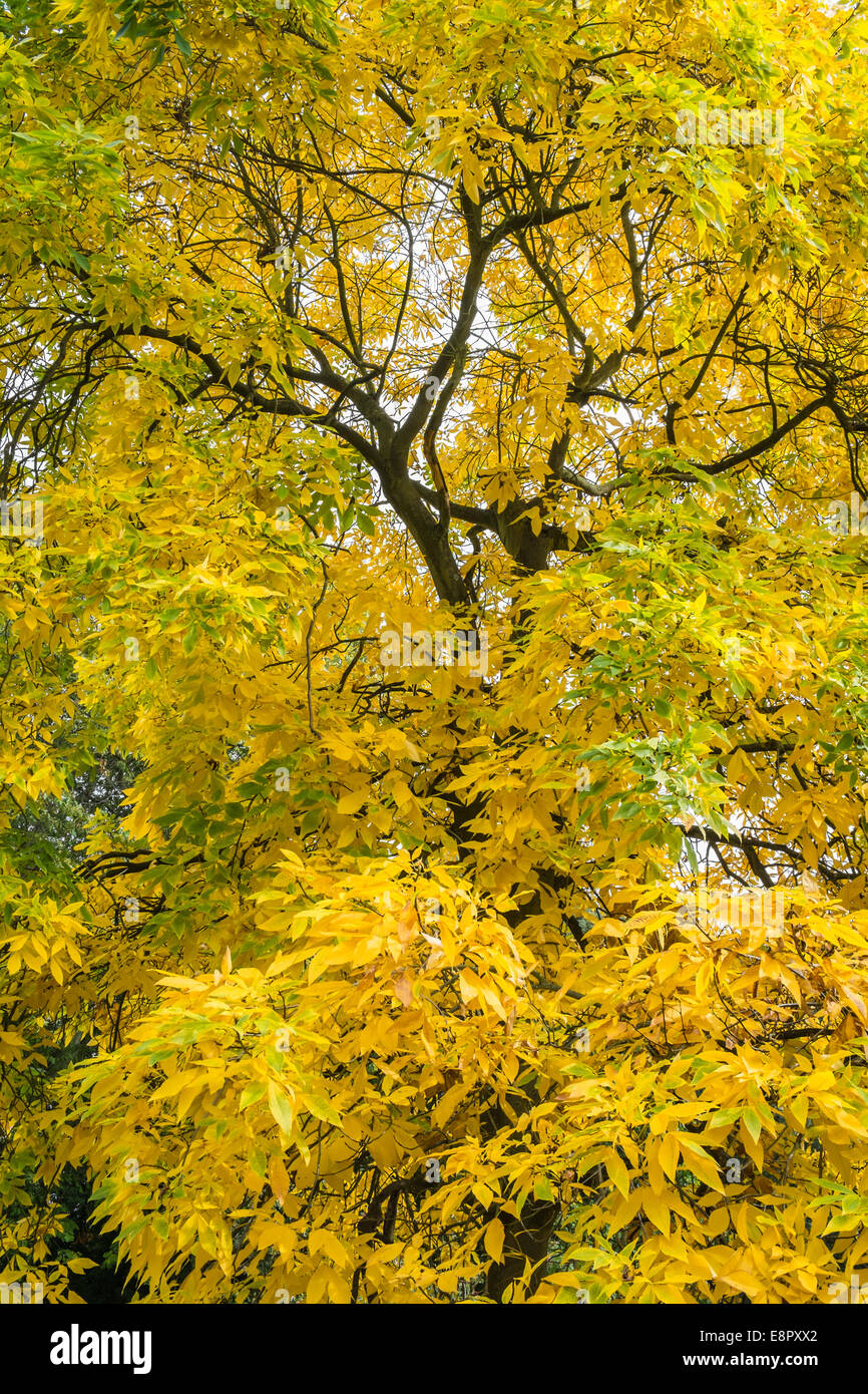 Shagbark Hickory (Carya ovata) tree, autumn, Royal Botanic Gardens, Kew ...