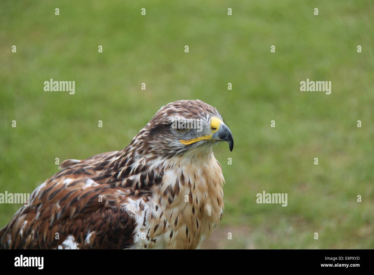 A Beautiful Portrait of a Falcon Bird of Prey Stock Photo - Alamy