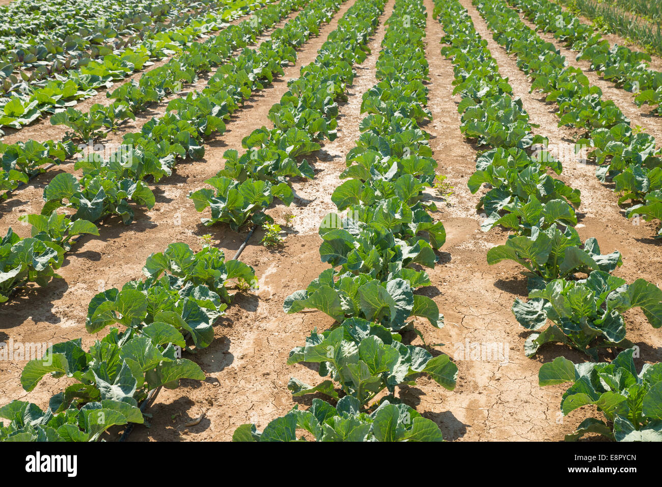 Symmetrical vegetables hi-res stock photography and images - Alamy
