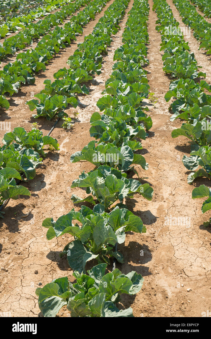 Symmetrical vegetables hi-res stock photography and images - Alamy