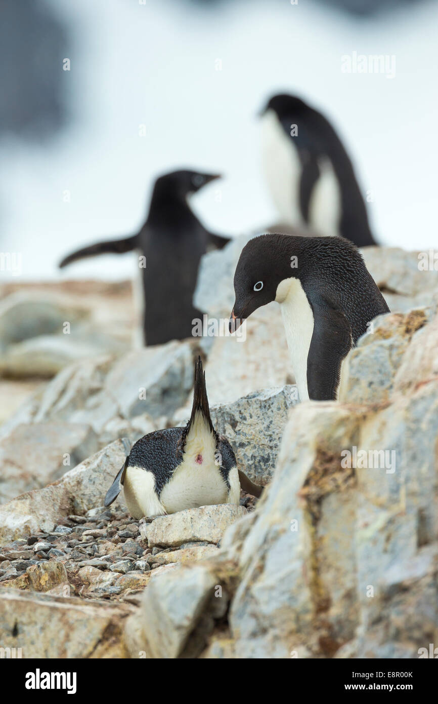 Cloaca Stock Photos & Cloaca Stock Images - Alamy