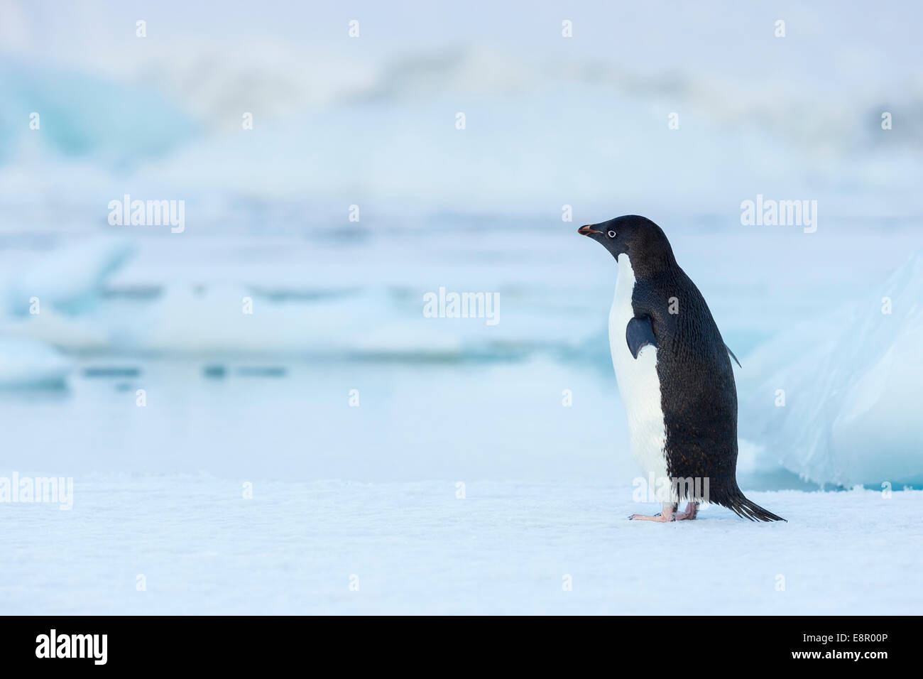 Penguin stretching hi-res stock photography and images - Alamy