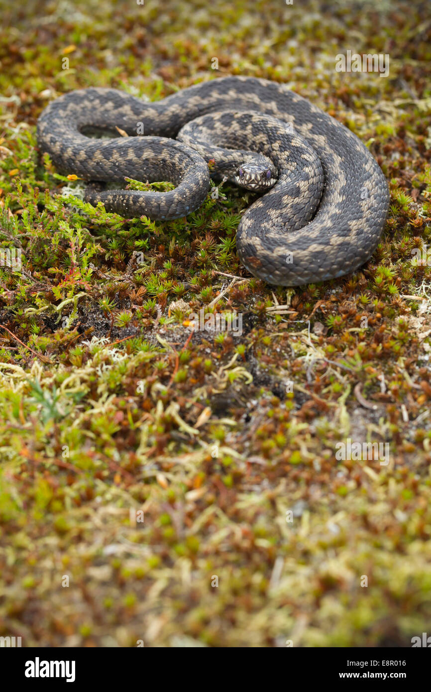 Common adder Vipera berus (controlled conditions), adult male, coiled ...