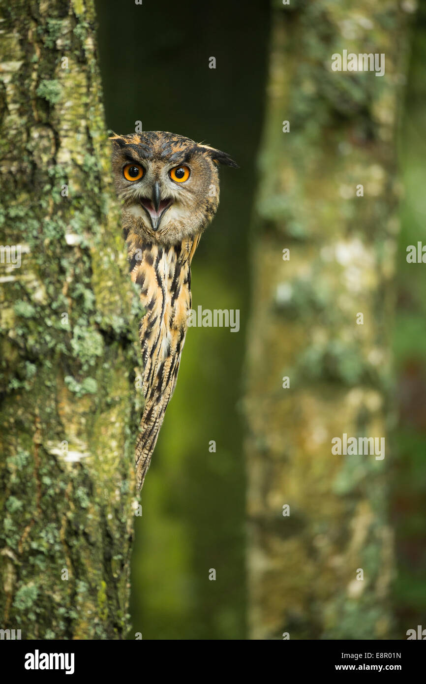 Eurasian eagle owl Bubo bubo (captive), peering around tree in woodland ...