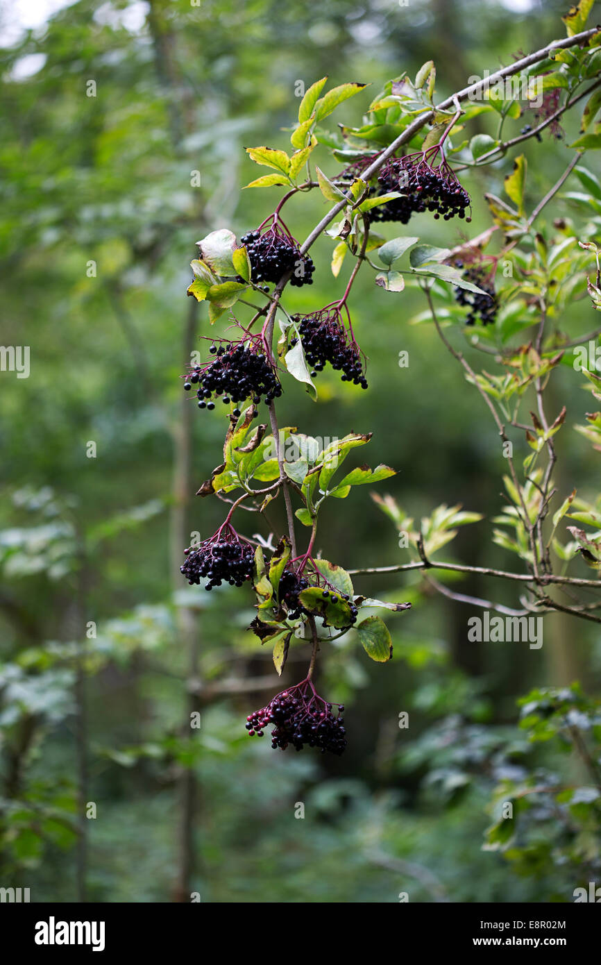 Strings of berries hi-res stock photography and images - Alamy