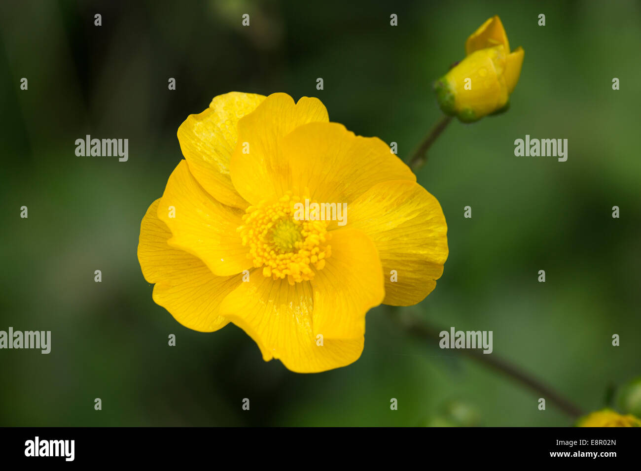 Close up buttercup hi-res stock photography and images - Alamy