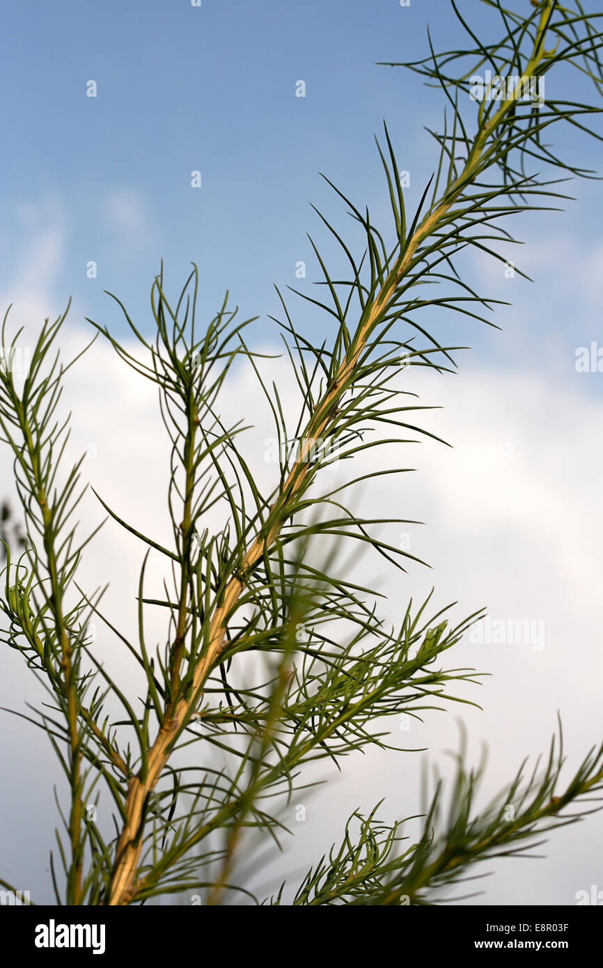 Young pinus sylvestris hi-res stock photography and images - Alamy