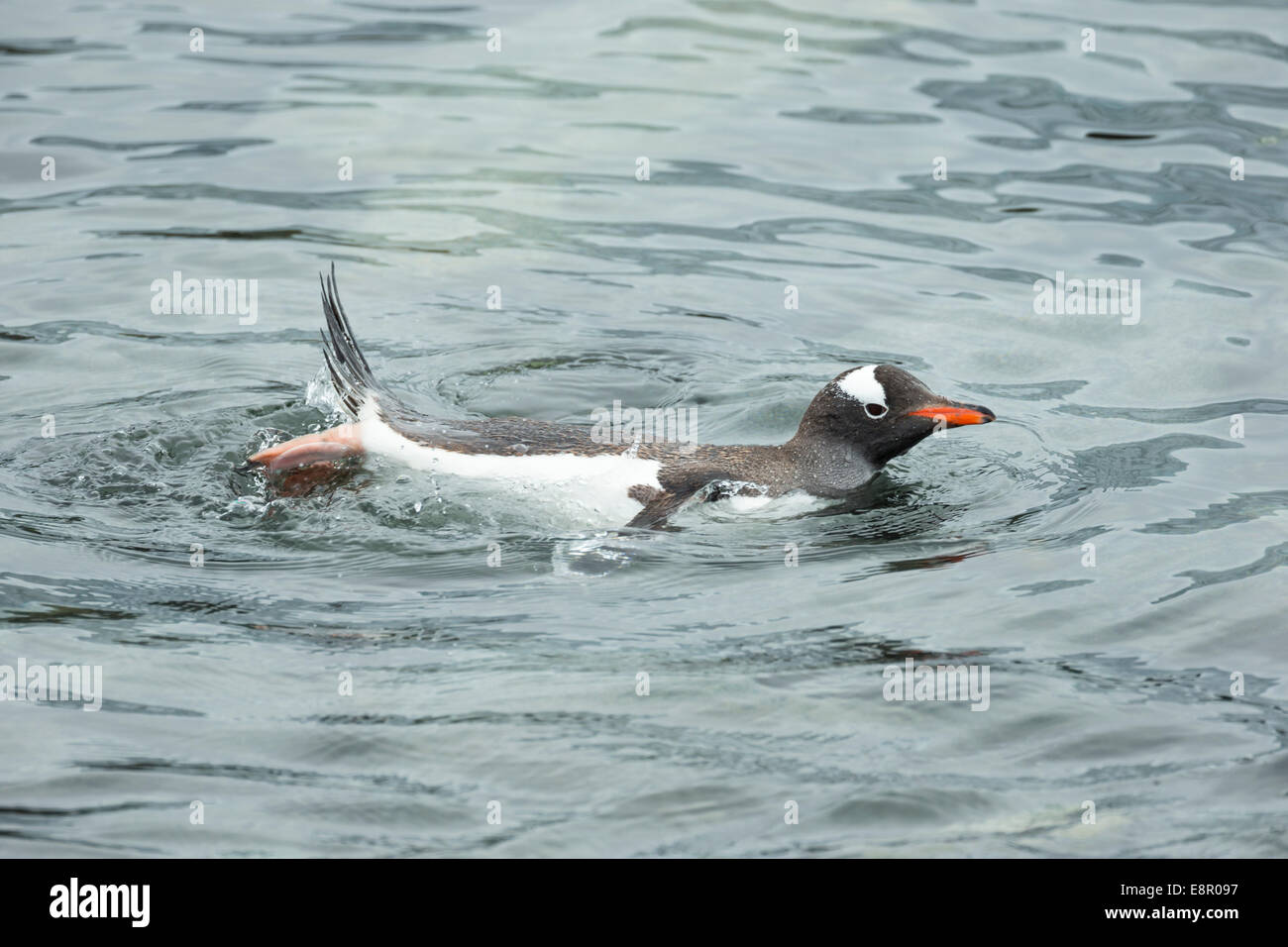 Bathing in seawater hi-res stock photography and images - Alamy