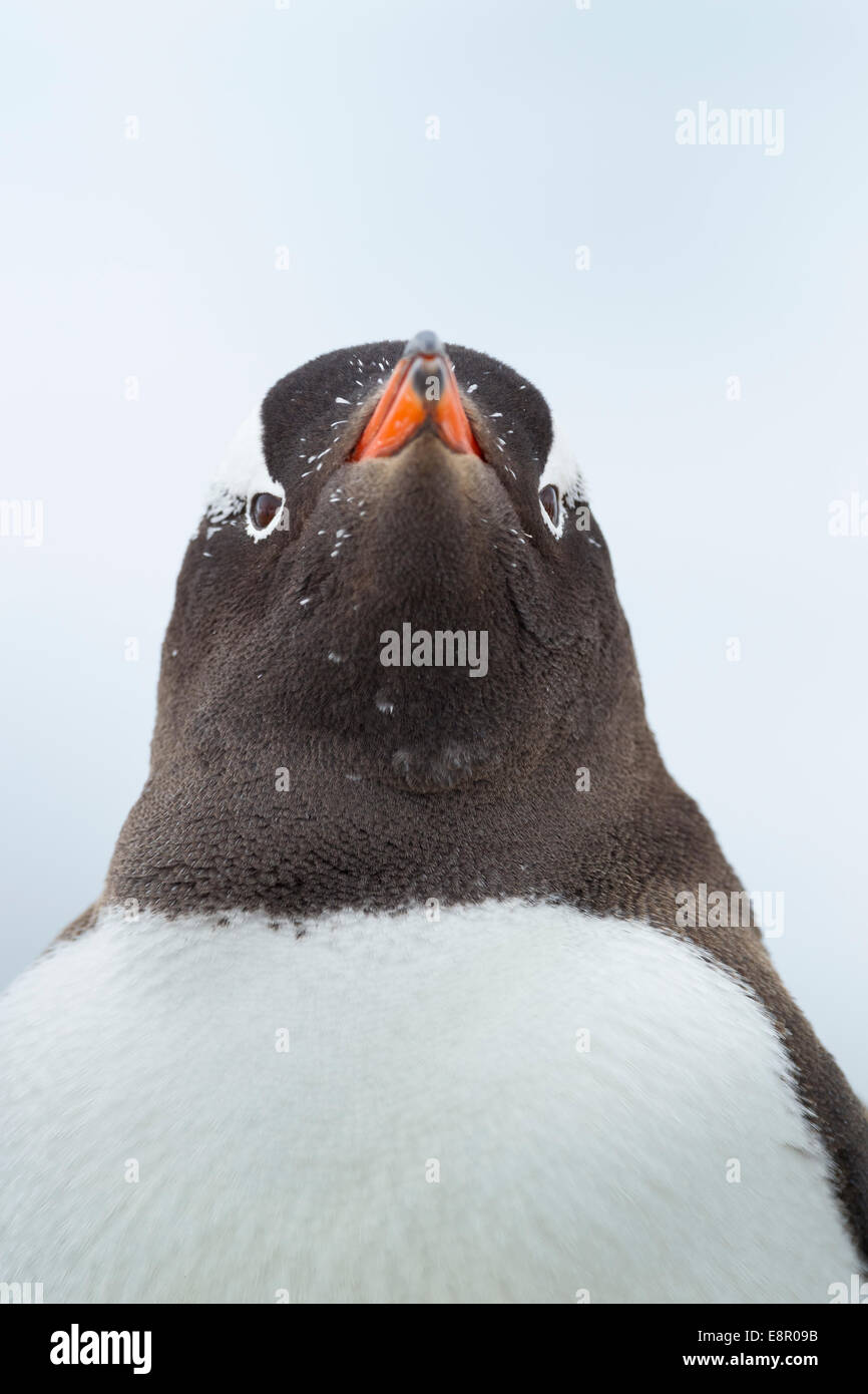 Penguin headshot hi-res stock photography and images - Alamy