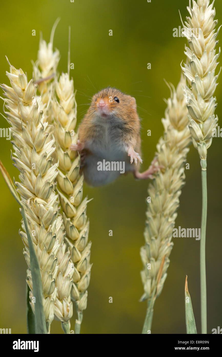 Harvest mouse hi-res stock photography and images - Alamy